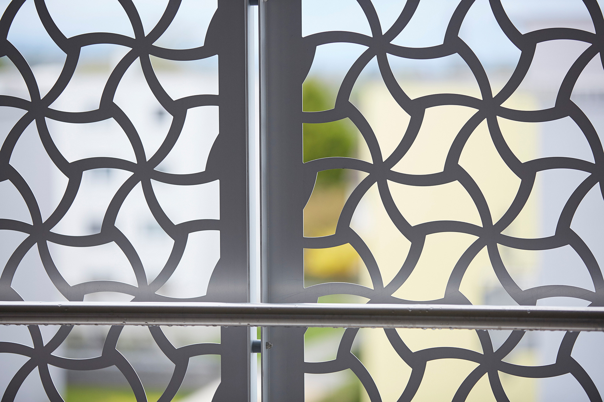 Portrait - Wellingtonia