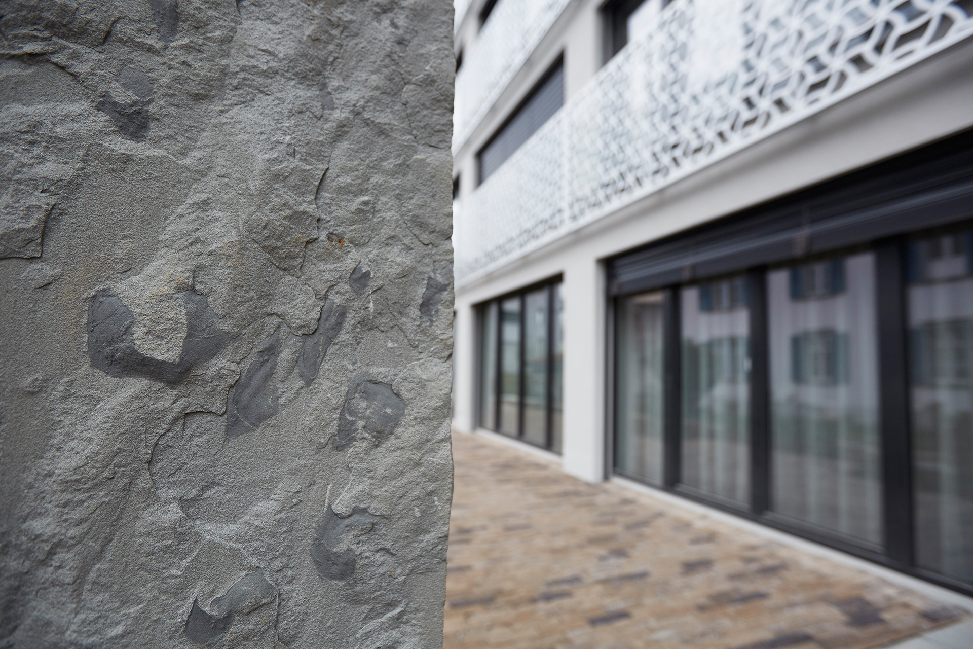 Portrait - Wellingtonia